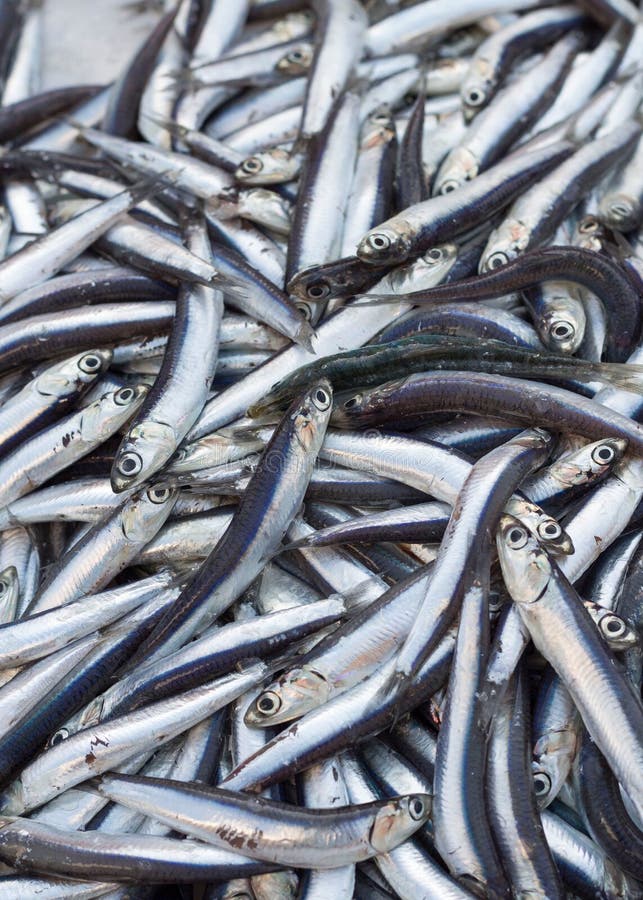 Sardelle stockbild. Bild von essen, weiß, fische, gesund - 3582421