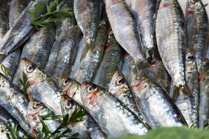 Sardinas crudas frescas foto de archivo. Imagen de aislado - 38602660