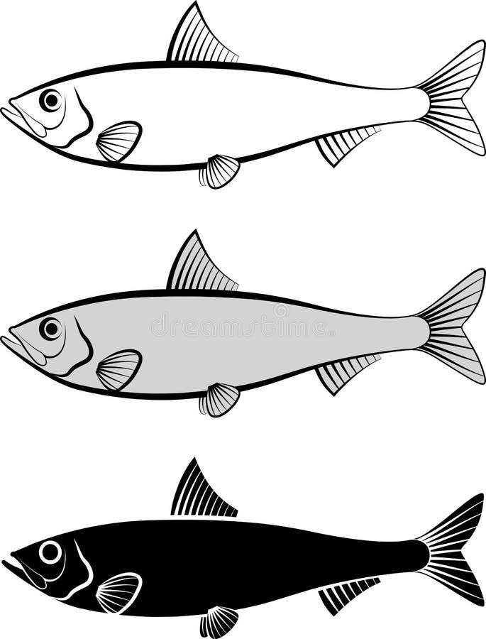 Sardine illustration stock. Illustration du seafood, animal - 49328338