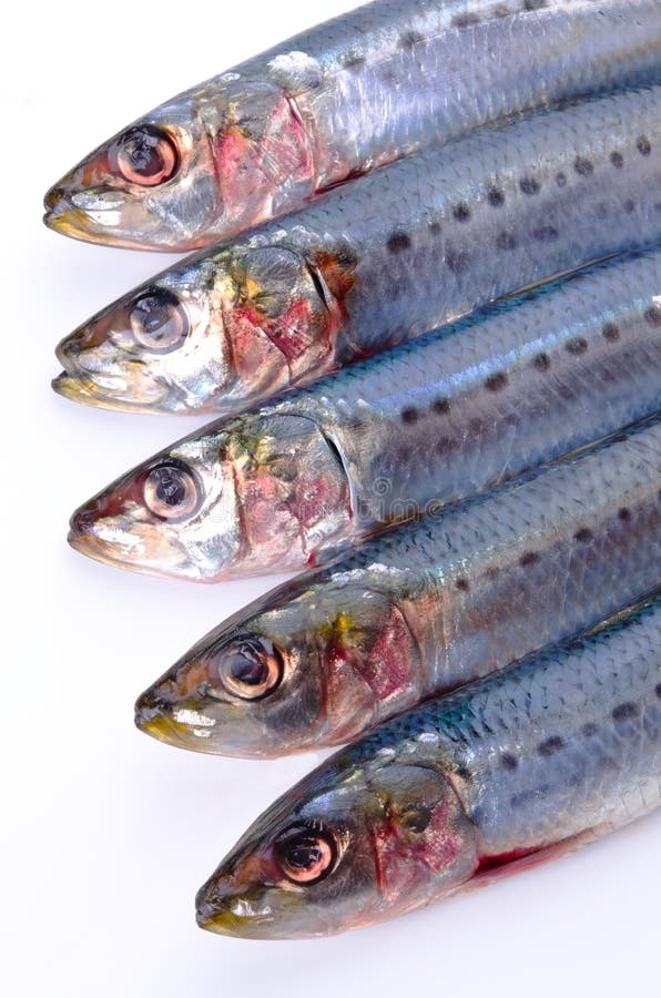 Sardine stock image. Image of meal, macro, healthy, animal - 23496127