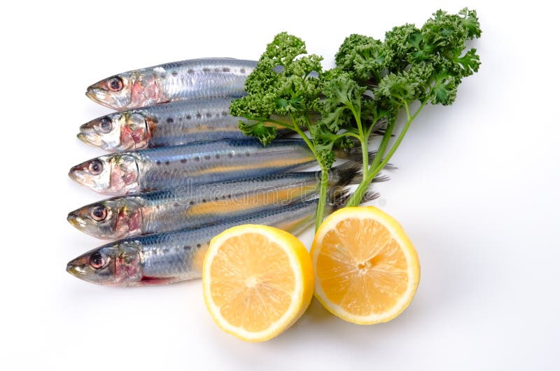 Sardine stock image. Image of true, heterotherm, pilchard - 23496133