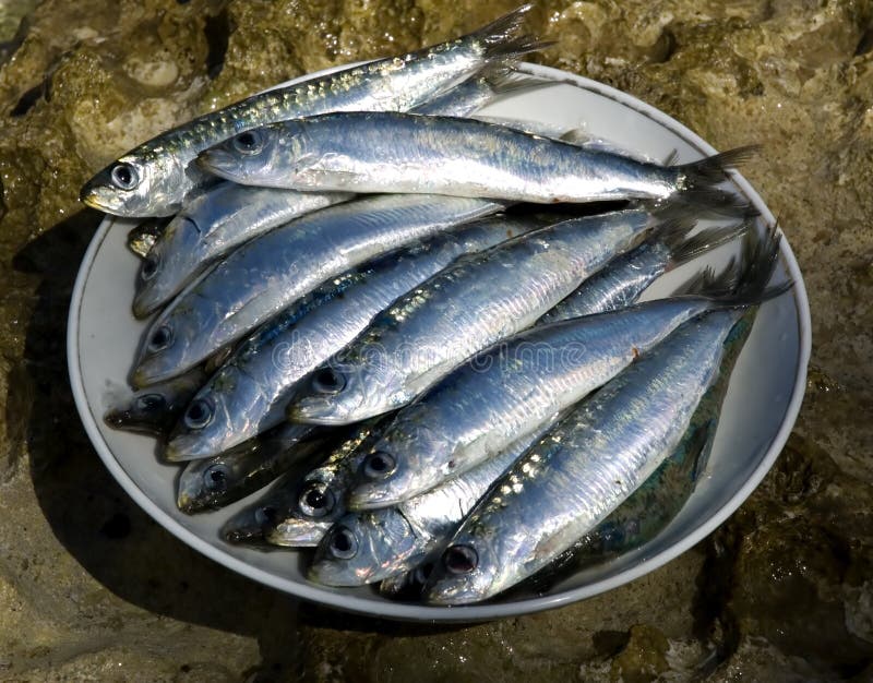 Sardinen stockbild. Bild von stapel, organisch, märkte - 2464167