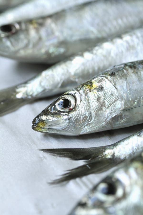 Sardines stock image. Image of style, sardine, color - 23708711