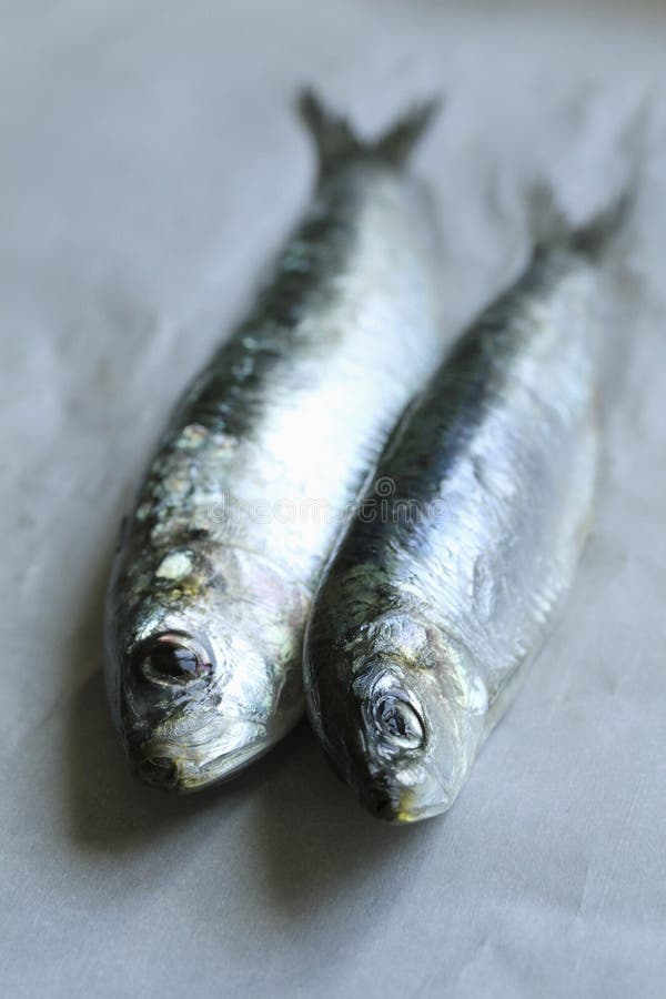 Sardines stock image. Image of grey, sardine, focus, fish - 23708713