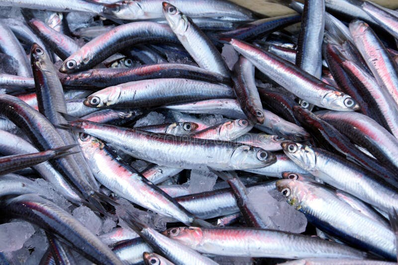 Sardines or pilchards stock image. Image of africa, beach - 363083