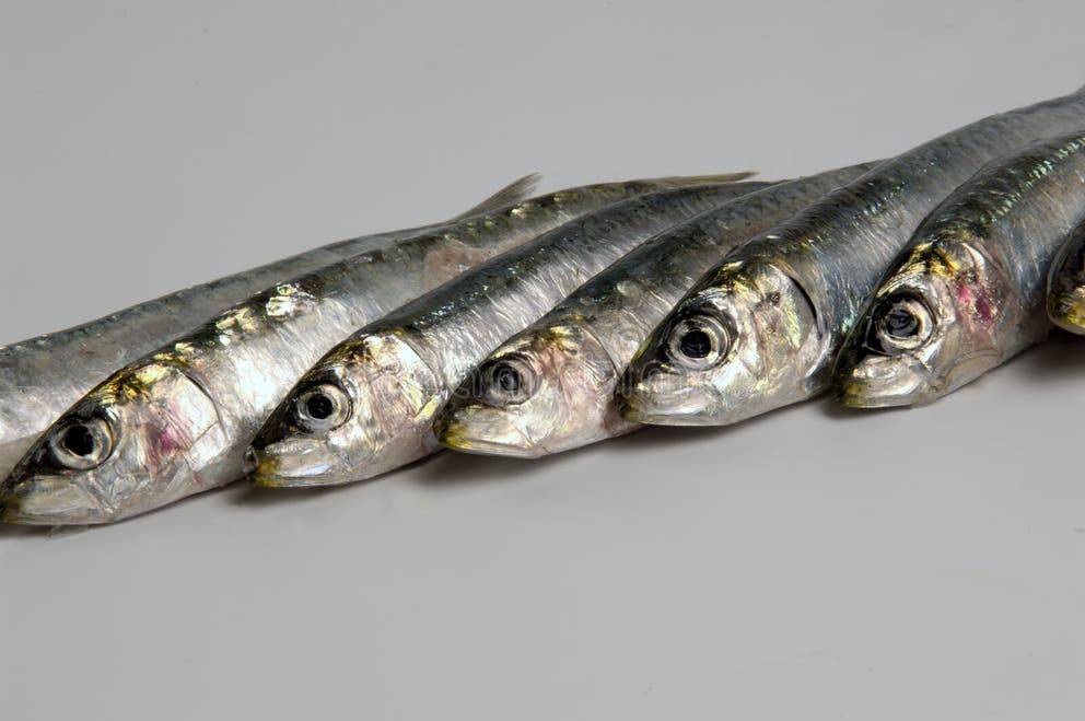 Sardines stock image. Image of fresh, sardines, pile - 76860699