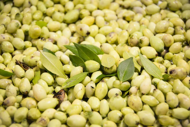 Fleurs De Communis Myrtus Blanc De Myrtes Image stock - Image du myrte ...