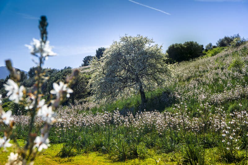 Sardinian Asphodel Field, San Teodoro, Sardinia, Italy. Stock Photo ...