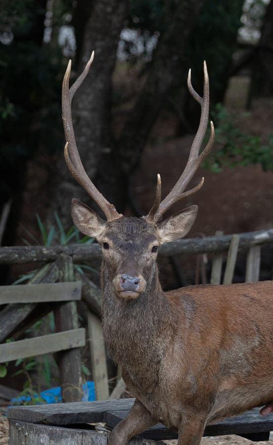 Sardinian Deer, Close-up of a Young Sardinian Deer, Stock Image - Image ...