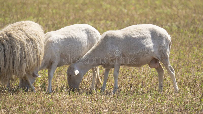 Sardinian Sheep Grazing in the Green Meadows of the Campidano Plain ...