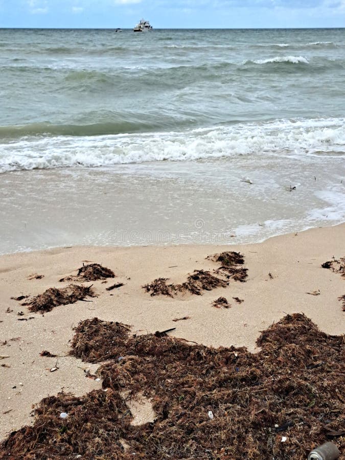 Sargassum on the Beach a Environmental Problem in Mexico, a Kind of ...