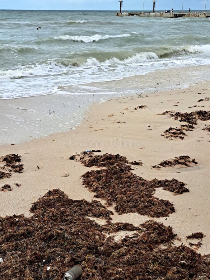 Sargassum on the Beach a Environmental Problem in Mexico, a Kind of ...