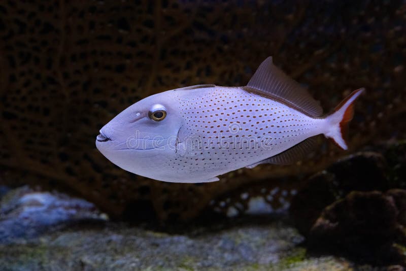 Sargassum Red Tail Trigger Fish is Captive in an Aquarium Stock Image ...