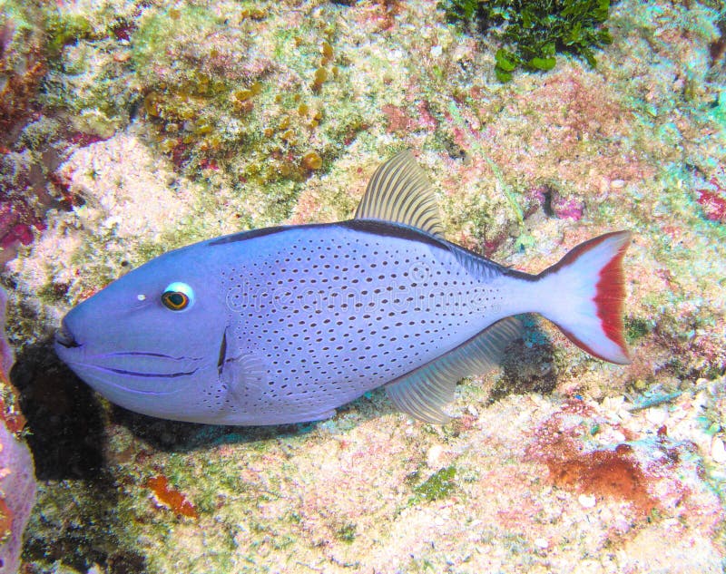 A Sargassum Triggerfish on a Caribbean Reef Stock Image - Image of ...