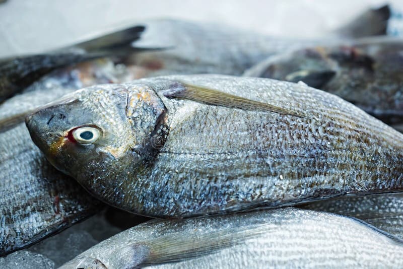 Sargo Do Sparidae No Mercado De Peixes Foto de Stock - Imagem de ...