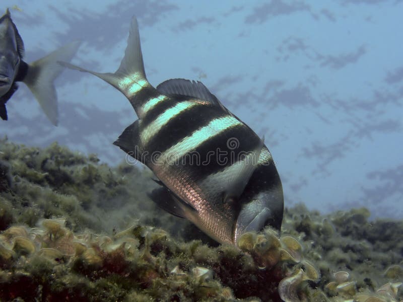 Sargo fish stock image. Image of spain, diving, mediterranean - 4981765