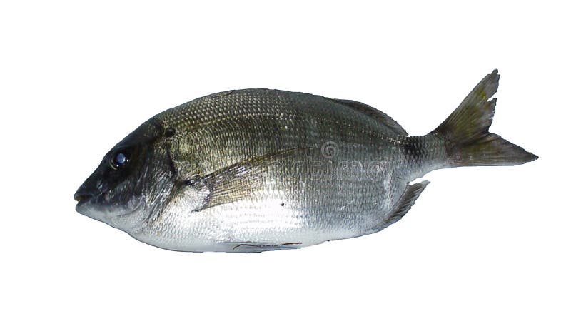Sargo Fish in the Cantabrian Sea in Pimiago Stock Image - Image of ...