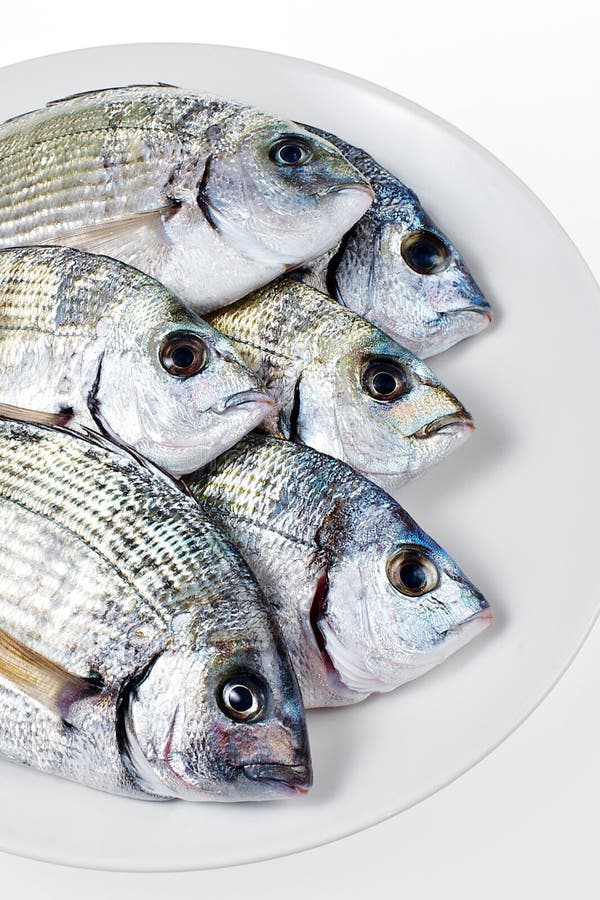 White Sargo Sea Bream in Closeup, Vivid Purple Color Effect on the ...
