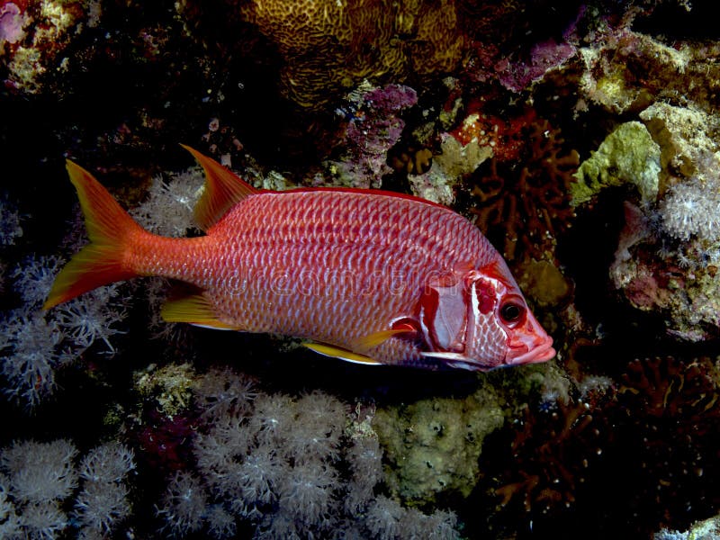 Sargocentron spiniferum stock photo. Image of ocean, divers - 44038306