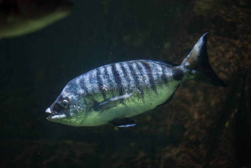 Pargo Blanco (sargus De Diplodus) Imagen de archivo - Imagen de brema ...