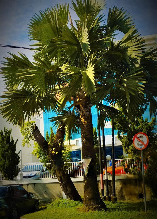 Saribus Rotundifolius Stock Photos - Free & Royalty-Free Stock Photos ...