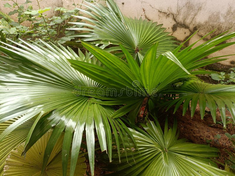 Saribus Rotundifolius Plant Stock Photo - Image of plant, jungle: 255323128