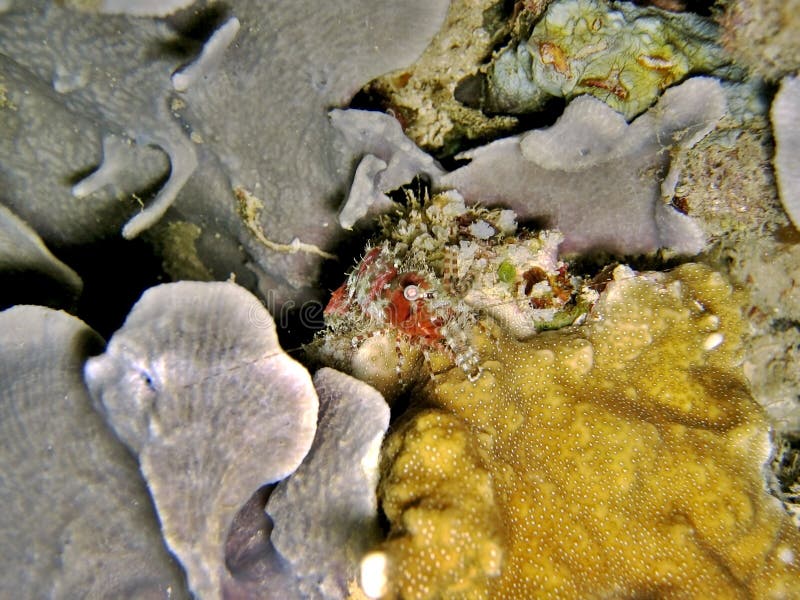 Saron shrimp stock photo. Image of scavenger, creature - 229218