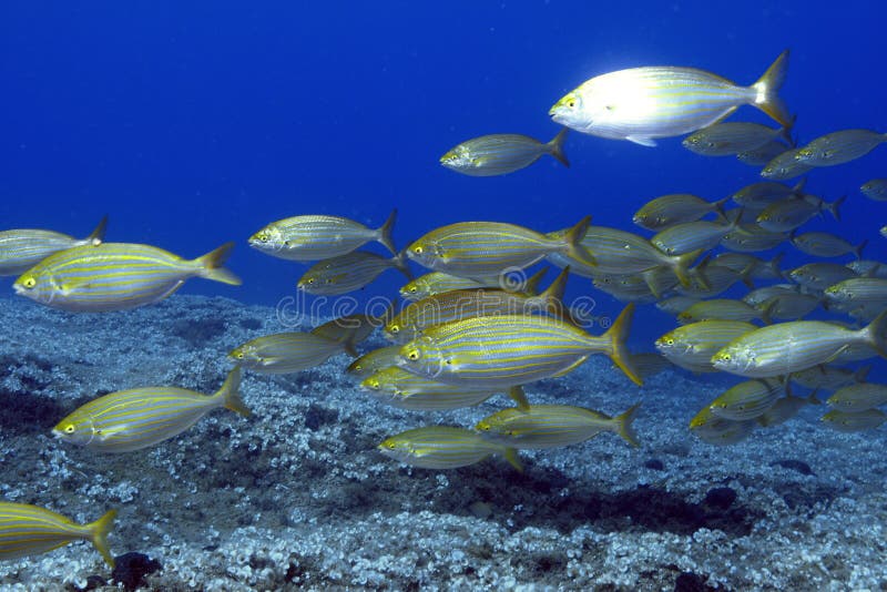 Sarpa salpa stock image. Image of benidorm, coral, organism - 20759909
