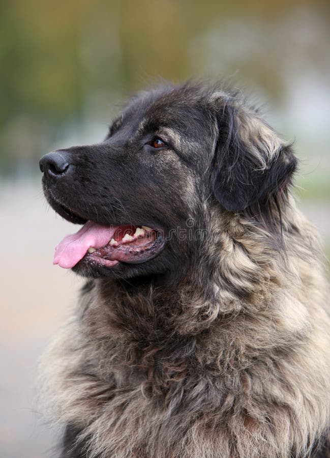 Sarplaninac stock photo. Image of yugoslavian, shepherd - 22177474