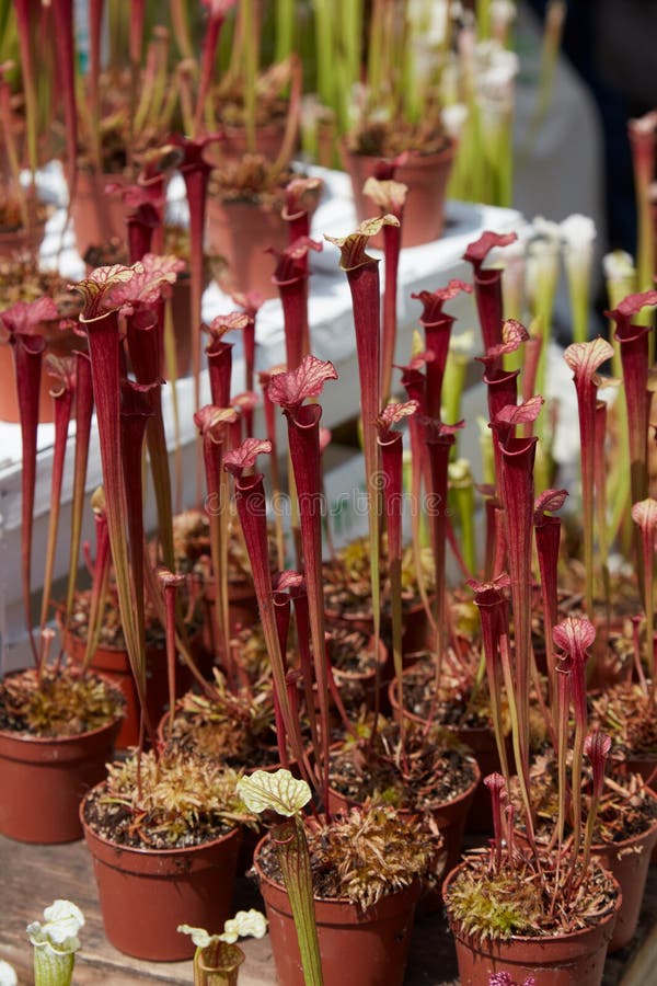 Sarracenia, Pitcher Red Plants in Vases in Sunlight Stock Image - Image ...