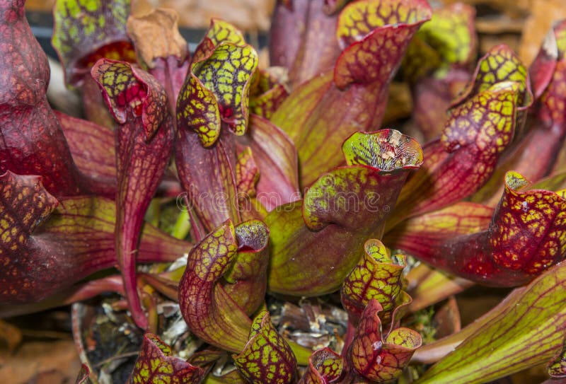 Sarracenia Purpurea L. SARRACENIACEAE Tropical Pitcher Plants Stock ...