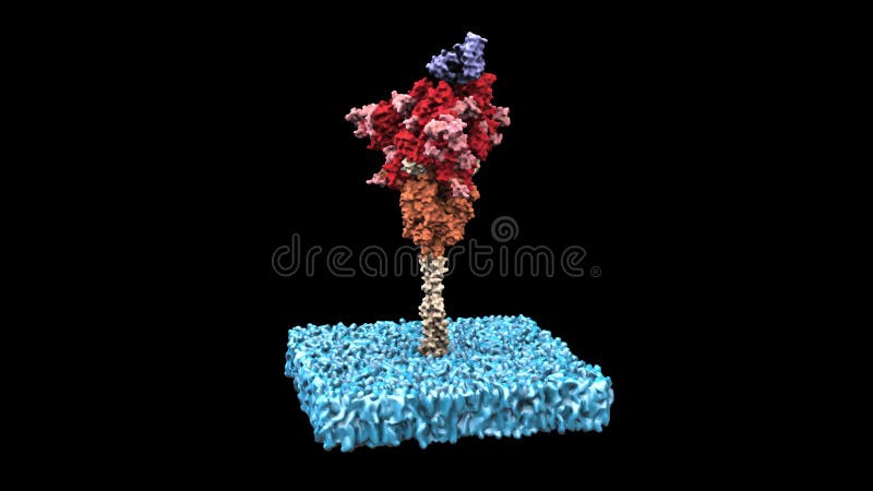 SARS-CoV-2 Open Spike with Ab Fragment - Rotation Zoom-out Stock Video ...