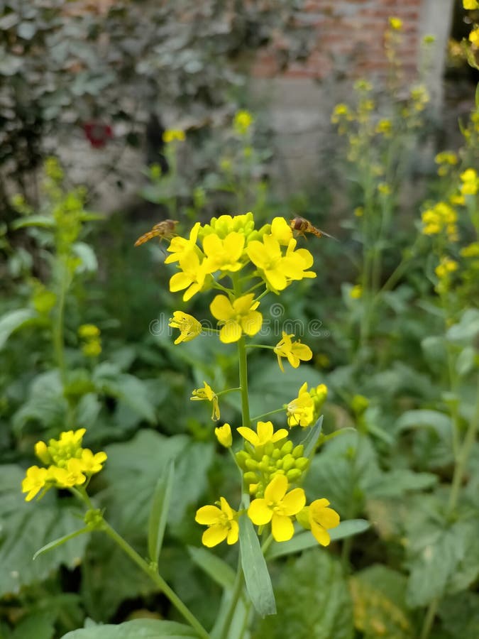 Sarso flower stock photo. Image of herb, garden, shrub - 271920282