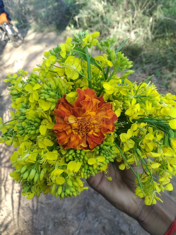 484 Sarso Stock Photos - Free & Royalty-Free Stock Photos from Dreamstime