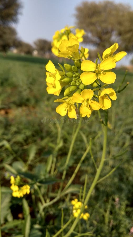 Sarso ka peela phul image stock image. Image of looking - 108422251