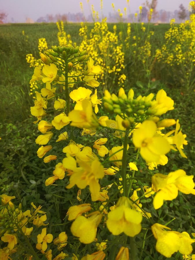 484 Sarso Stock Photos - Free & Royalty-Free Stock Photos from Dreamstime