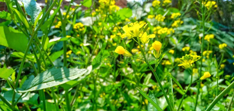 Sarso Oil Plant In Whatsup 00917004426766 Stock Photo - Image of ...