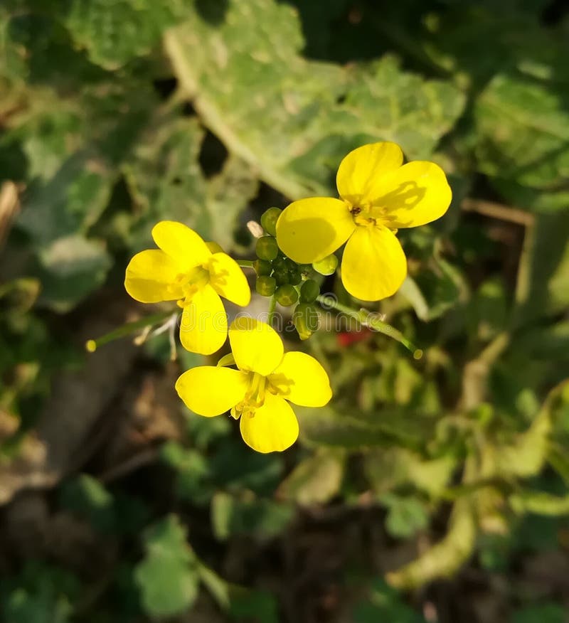 483 Sarso Stock Photos - Free & Royalty-Free Stock Photos from Dreamstime