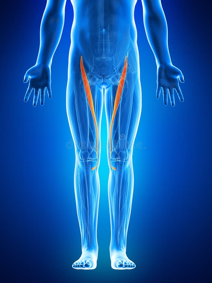 The sartorius stock illustration. Illustration of health - 39791650