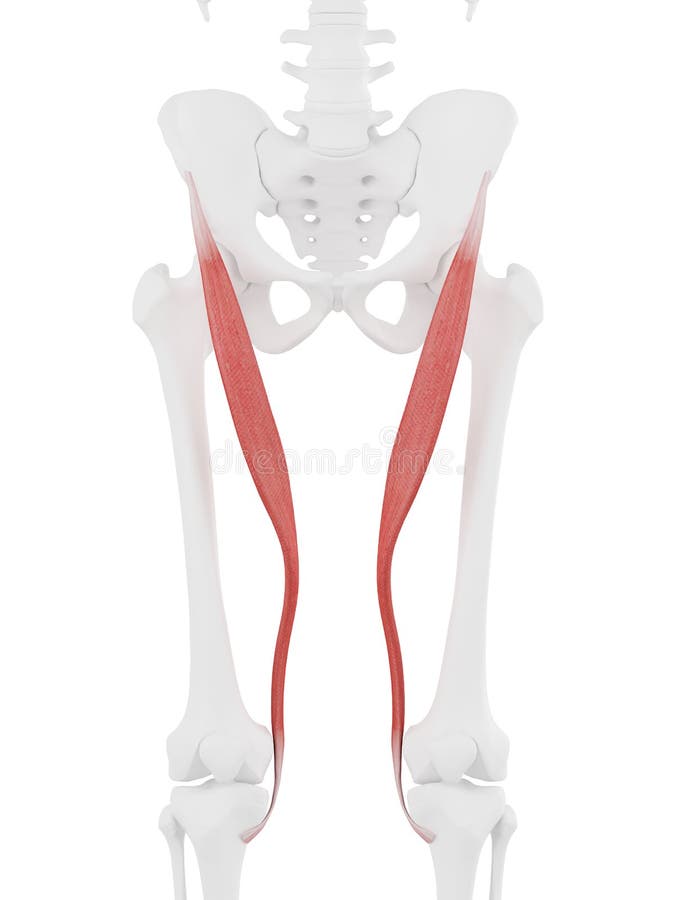 The sartorius stock illustration. Illustration of diagram - 45575926