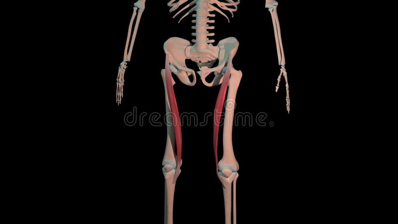 Sartorius Muscles on Skeleton Stock Footage - Video of tissue, thigh ...