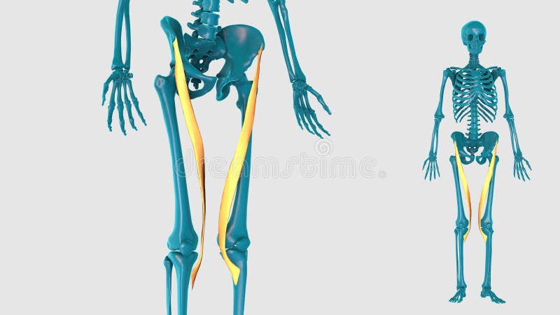 Sartorius - 3D model stock video. Video of anatomical - 157191807