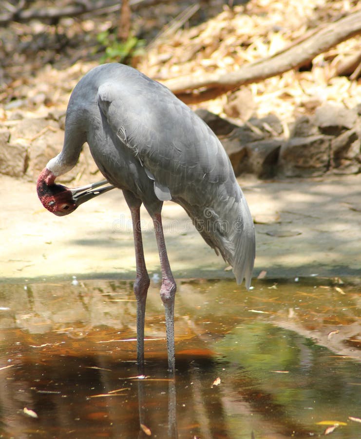 Sarus Crane stock image. Image of colorful, birding, crane - 23974395