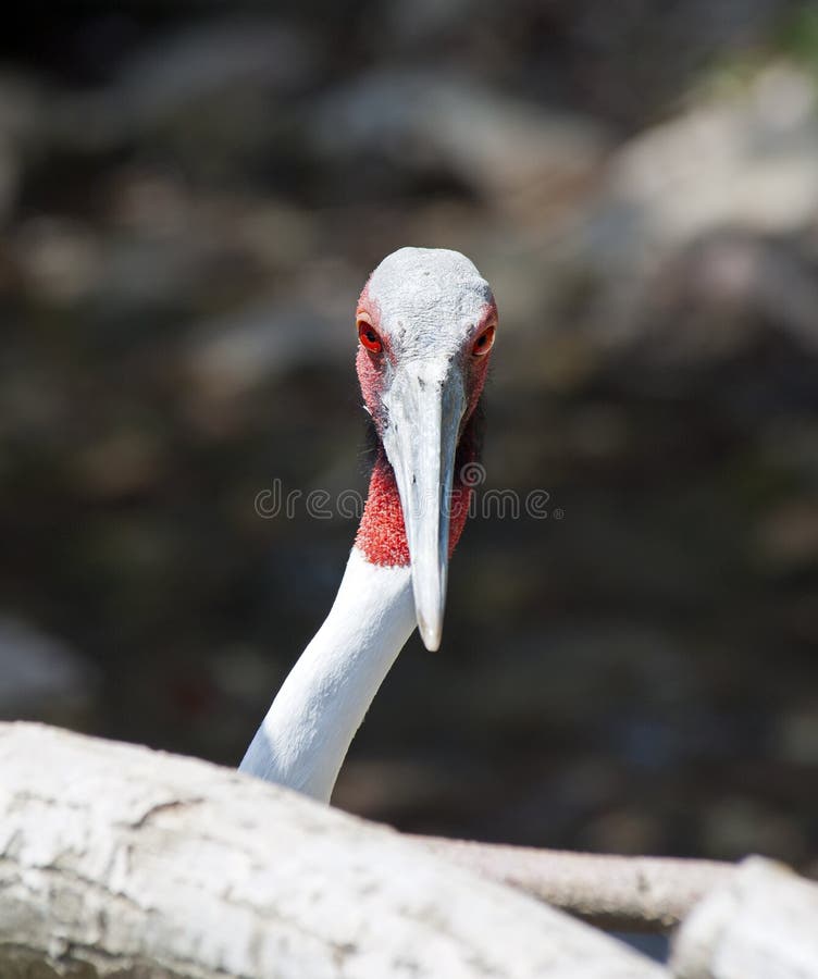 Sarus Crane stock image. Image of body, bird, sarus, grey - 26063453
