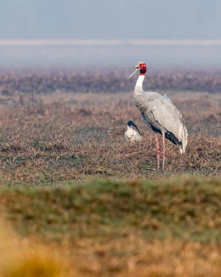 A Sarus Crane stock photo. Image of zoology, fauna, beak - 282234604