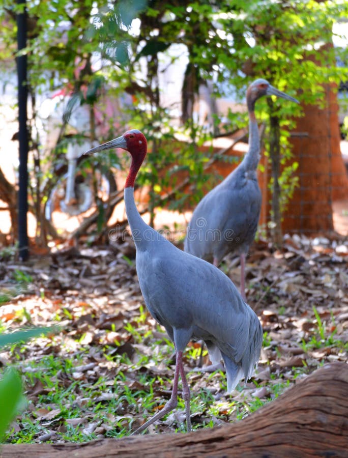 Sarus Crane Bird Is Flying, Natural, Nature, Wallpaper Stock Image ...