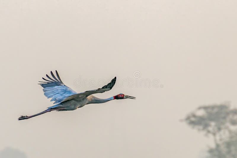 A Sarus Crane stock image. Image of preen, feather, black - 277310743