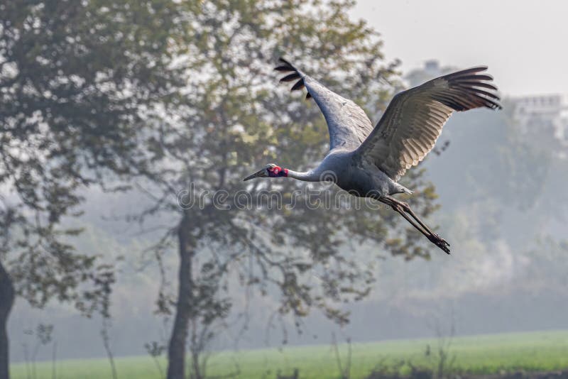A Sarus crane flying stock photo. Image of environment - 277335404