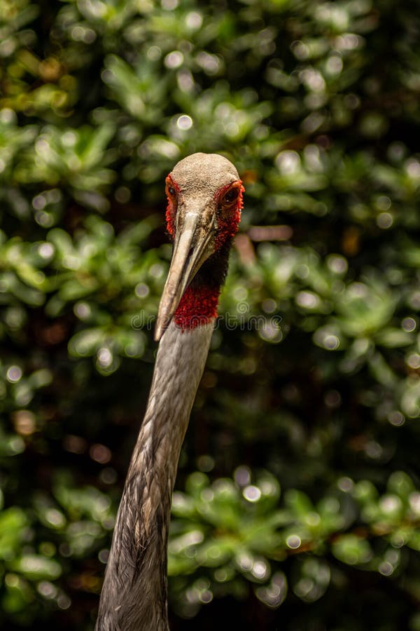 Crane in Front of Construction Site Stock Photo - Image of high, build ...