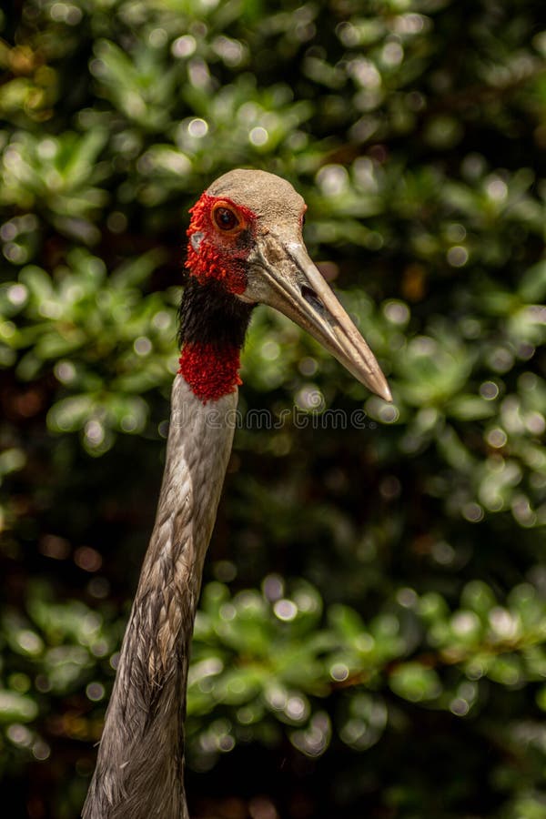 Crane in Front of Construction Site Stock Photo - Image of high, build ...